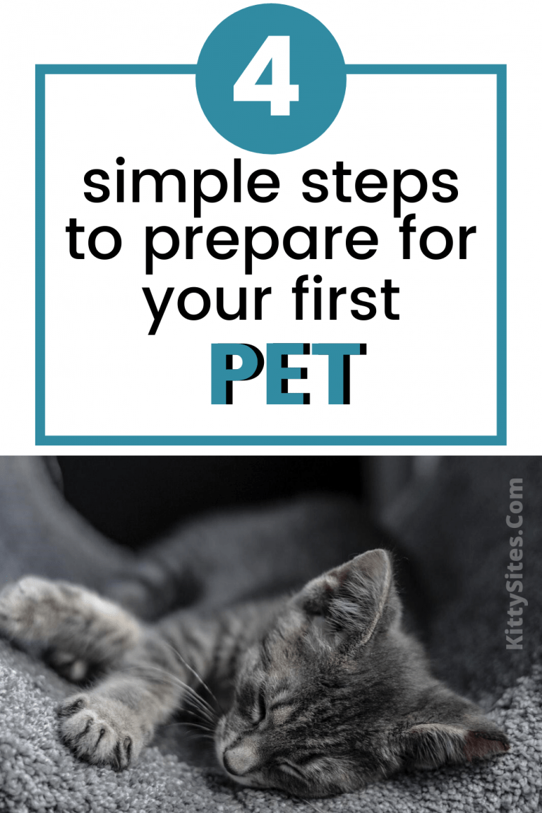 4 Simple Steps for Preparing and Caring for Your First Pet - KittySites.Com